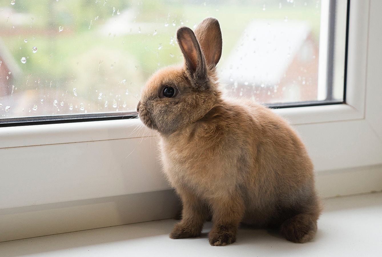 Perry Thessen - Pet odors can kill a home sale - SOKY Happenings