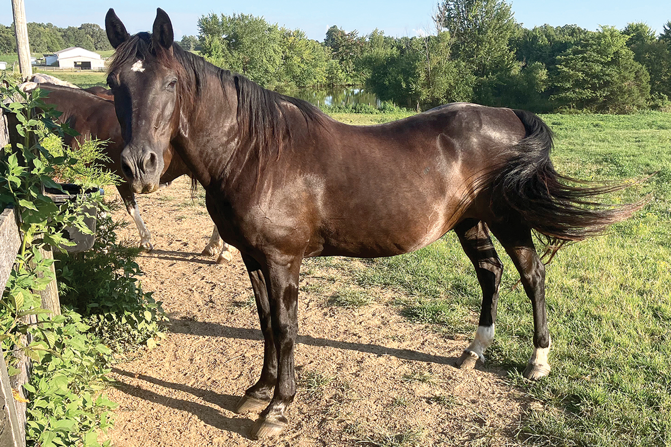 It’s a horse’s world at Rainhill Equine Facility - SOKY Happenings